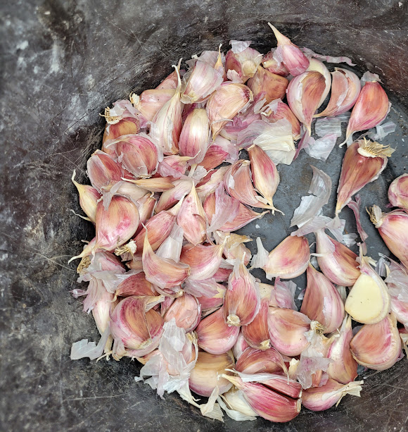 The Rustic Roots Farm Guide to Growing Hardneck Garlic - Rustic Roots Farm